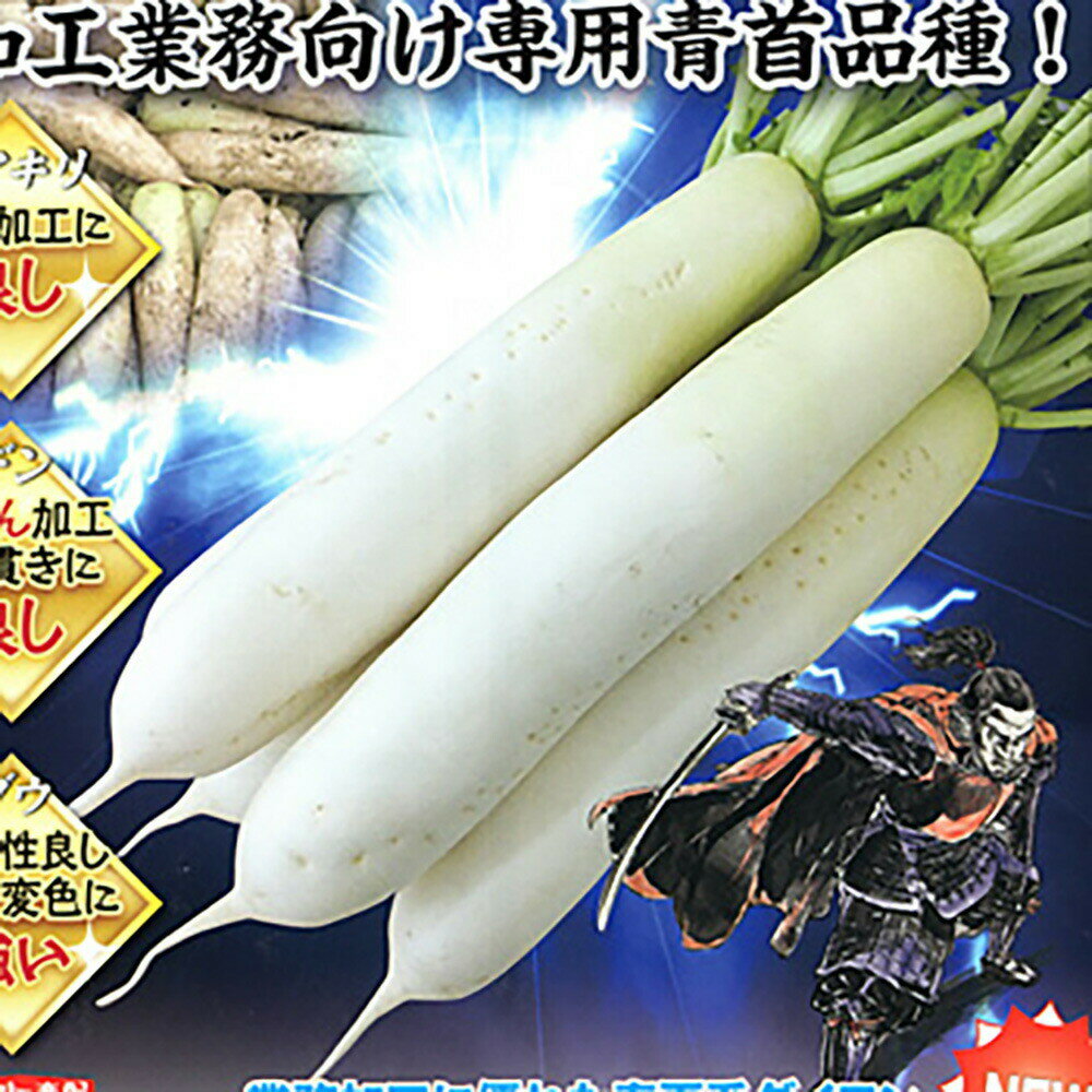 業務加工に優れた春夏系ダイコン。耐暑性・耐病性・晩抽性。ツマにも！おでんにも！貯蔵性も優れる！