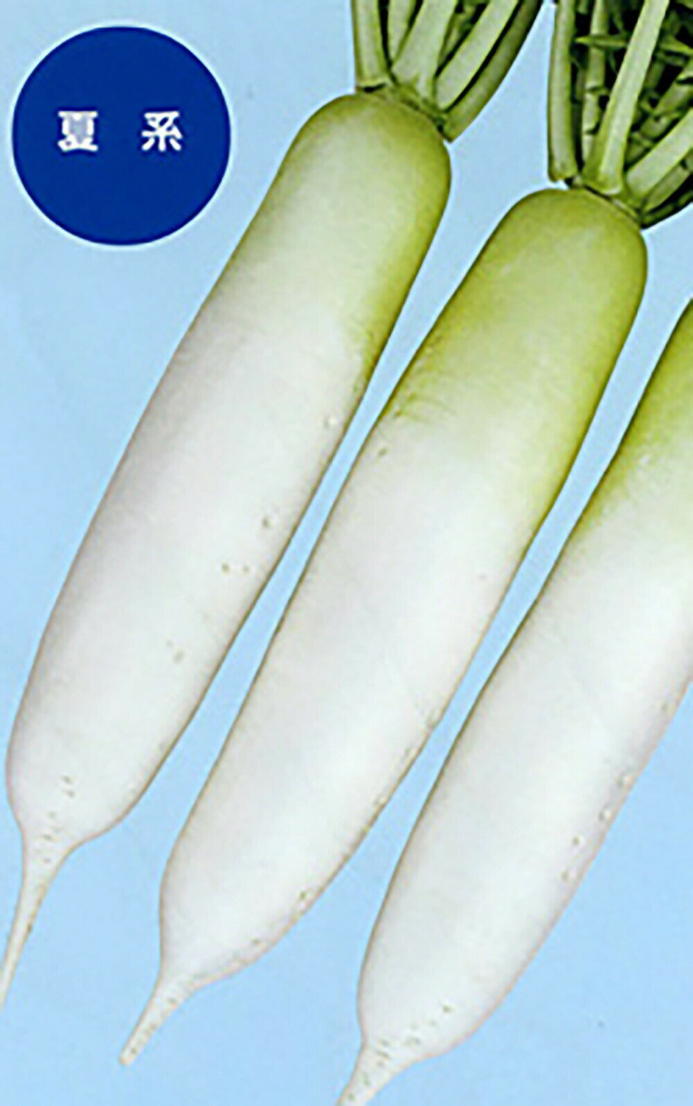 ●肌の美しい高品質夏系種●耐暑性強く生理障害・イオウ病￥バーテシリウム・ウイルス病に強い。