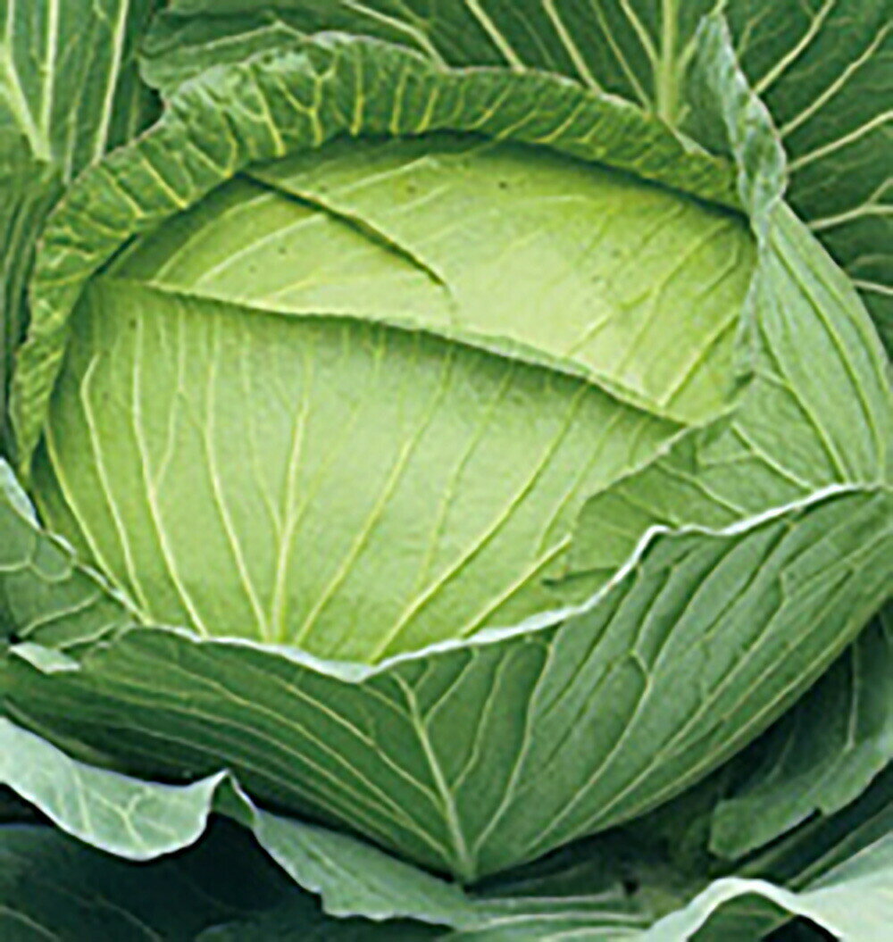 ●初夏・夏・春の三季蒔種●春蒔きでは3〜4月蒔きの7〜8月穫り、初夏蒔きの10〜11月穫り、夏蒔きの11〜12月穫りで播種後90〜95日で収穫出来る。