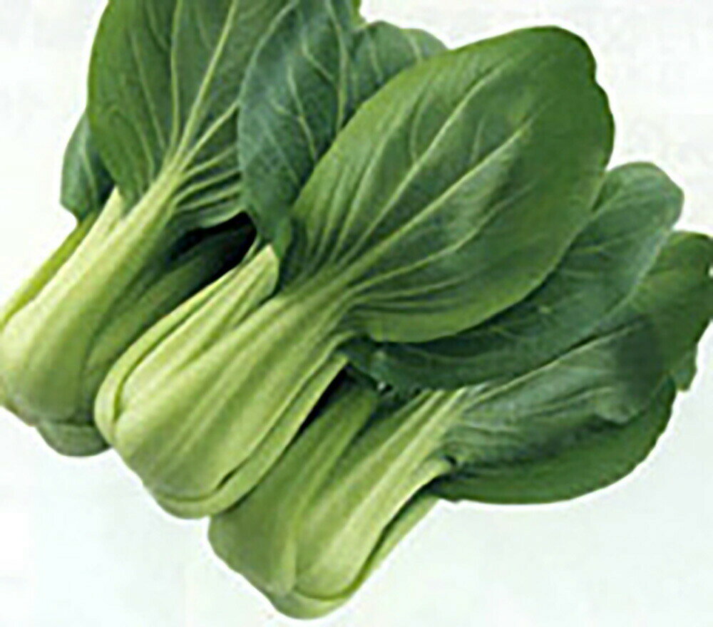 ●低温伸長性・晩抽性高い●9月?5月蒔に好適の晩夏?春蒔用品種。