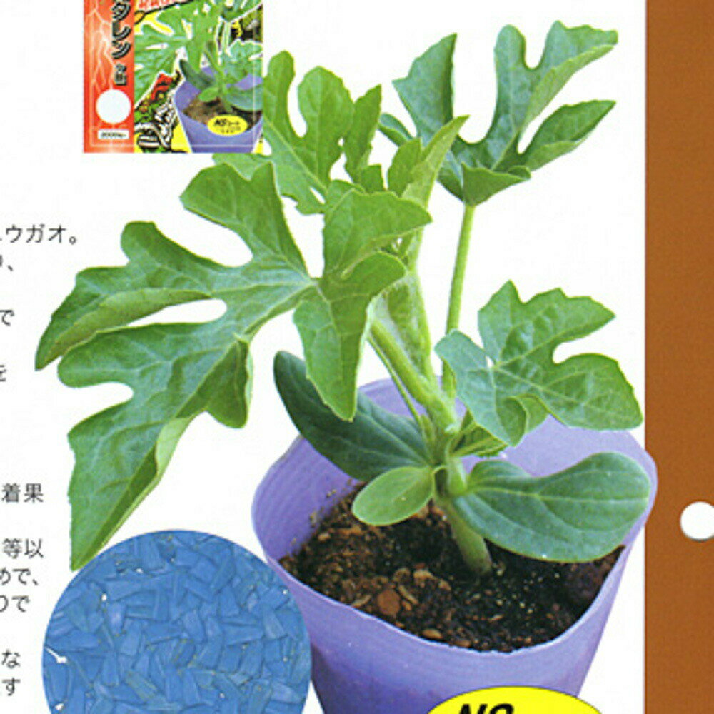 ツル持ちバツグンで猛暑でもバテない。