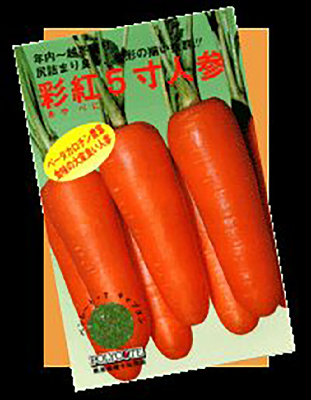 在圃性にすぐれ、シミ症などの根部病害に強く、越冬2〜3月ごろの収穫も好評価です。