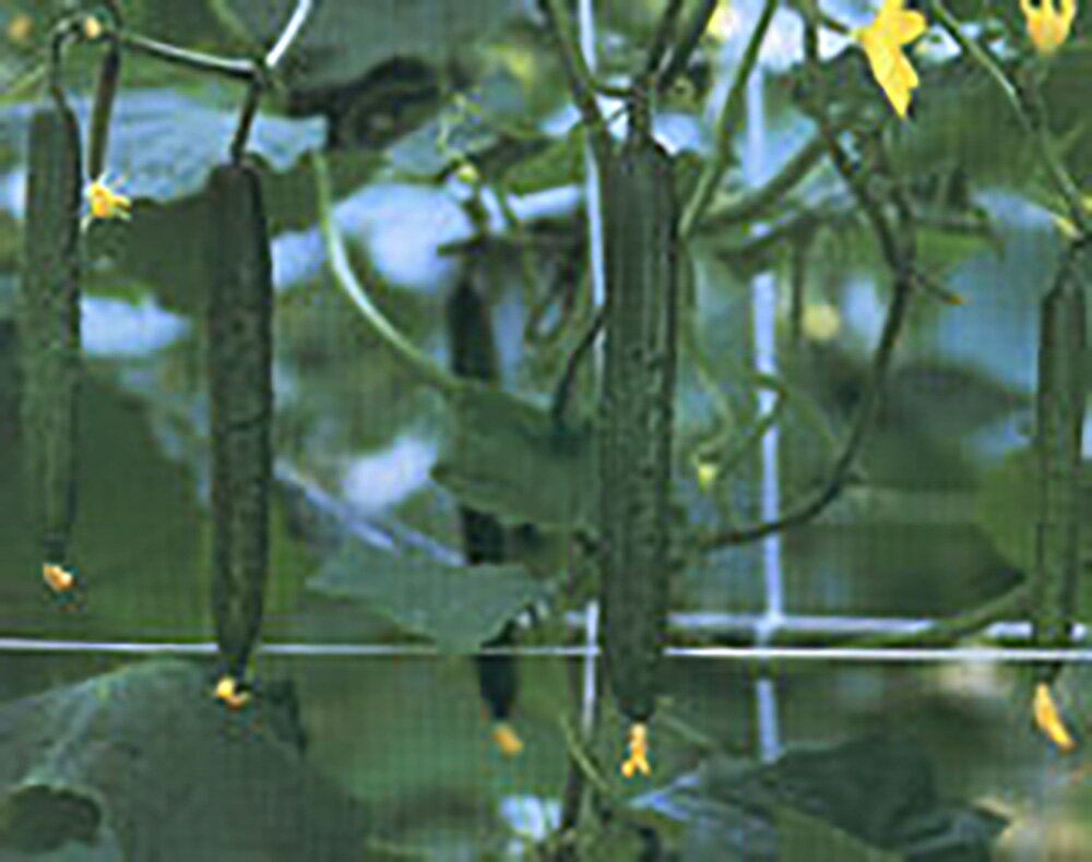 果色（濃淡）果長（長短）の変化がなく、いつでも整形、おいしくて超多収、褐斑病にも強く、きわめて作り易い。