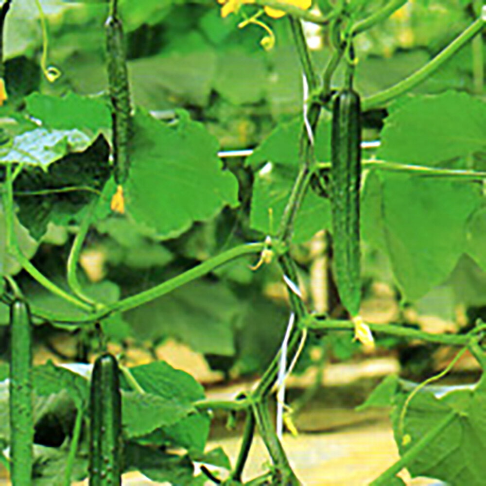 抜群の果色とテリ、優れた食味と店持ちの良さ。