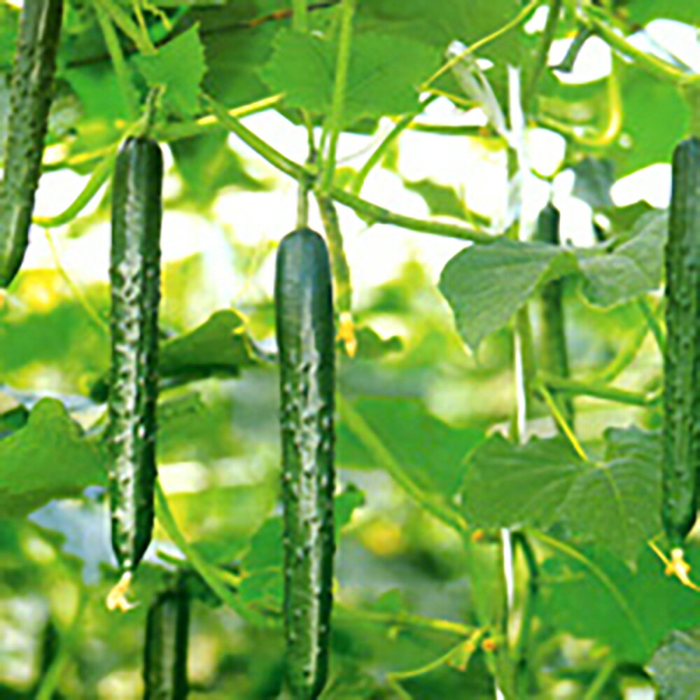 果実肥大がスムーズで果形の安定性が極めて高い。シーズンを通して抜群の果色とテリで秀品多収