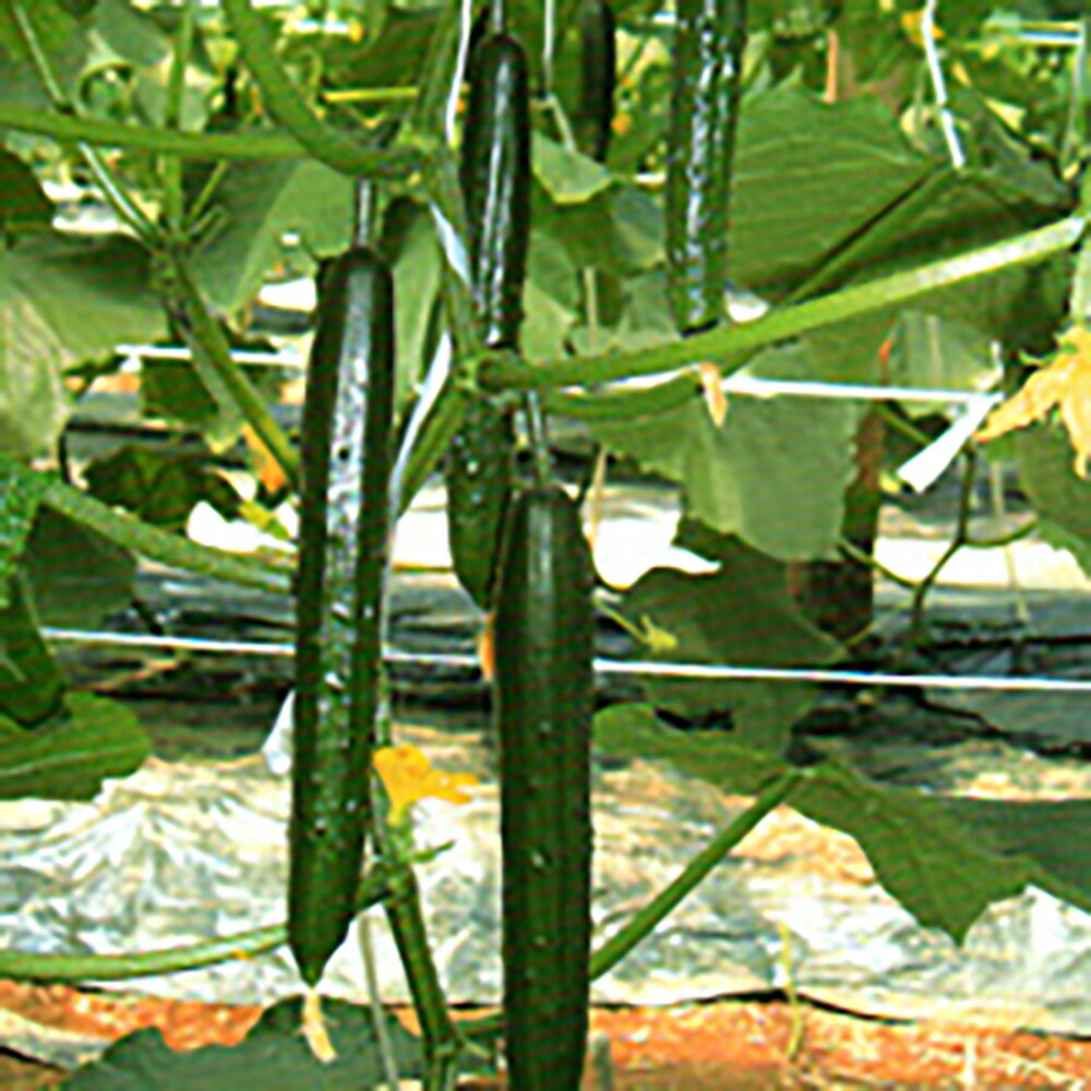 高温下での肩張・尻コケ果極少、主枝果より良果で、安定継続して秀品多収となる。褐斑病に強く、高品質品種。