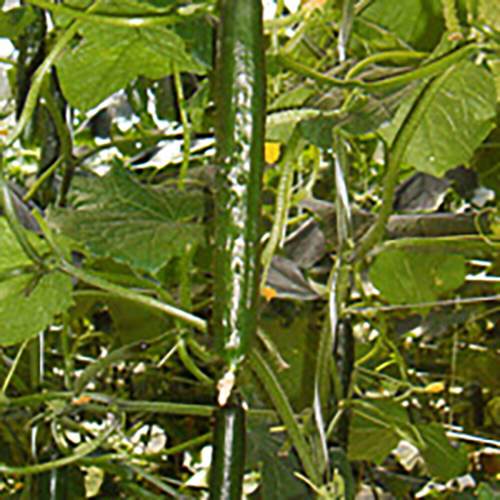 早播き抑制栽培に最適。肥大早い。日焼け果の出にくい品種