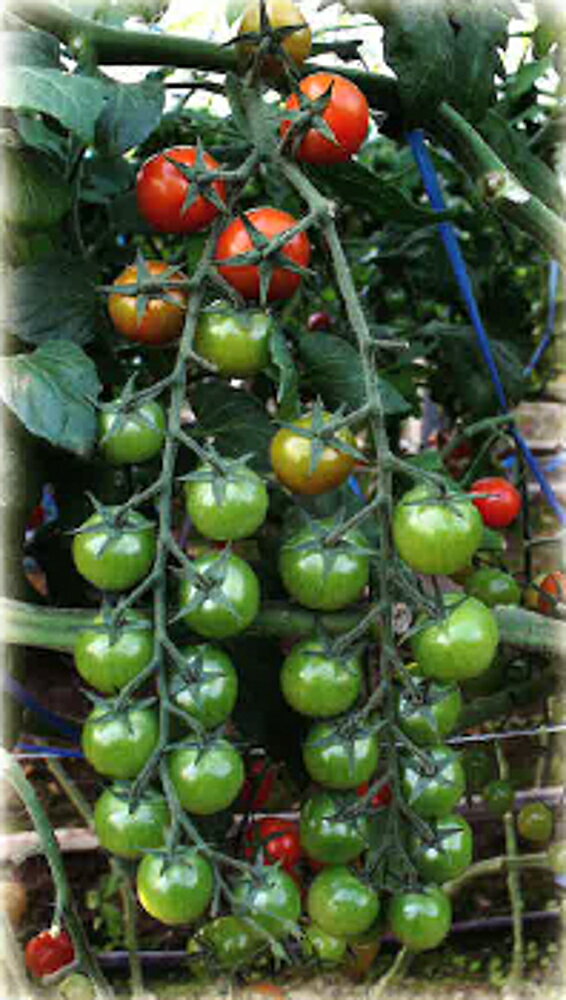 耐裂果性に優れた良食味のTYミニトマト