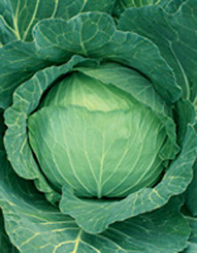 温度上昇期に形状が安定し、肥大性に優れる中早生平玉キャベツ