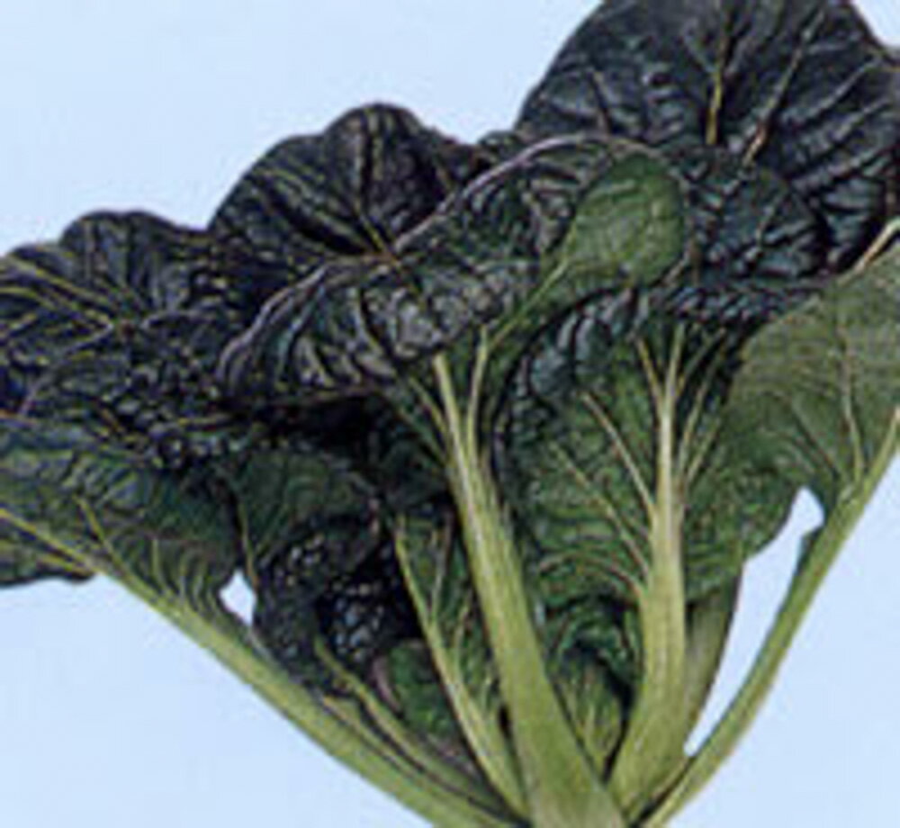 ●葉、軸ともに濃緑でつや抜群、揃いの良い交配種。●耐寒性強く、耐暑性もあり周年栽培できる。