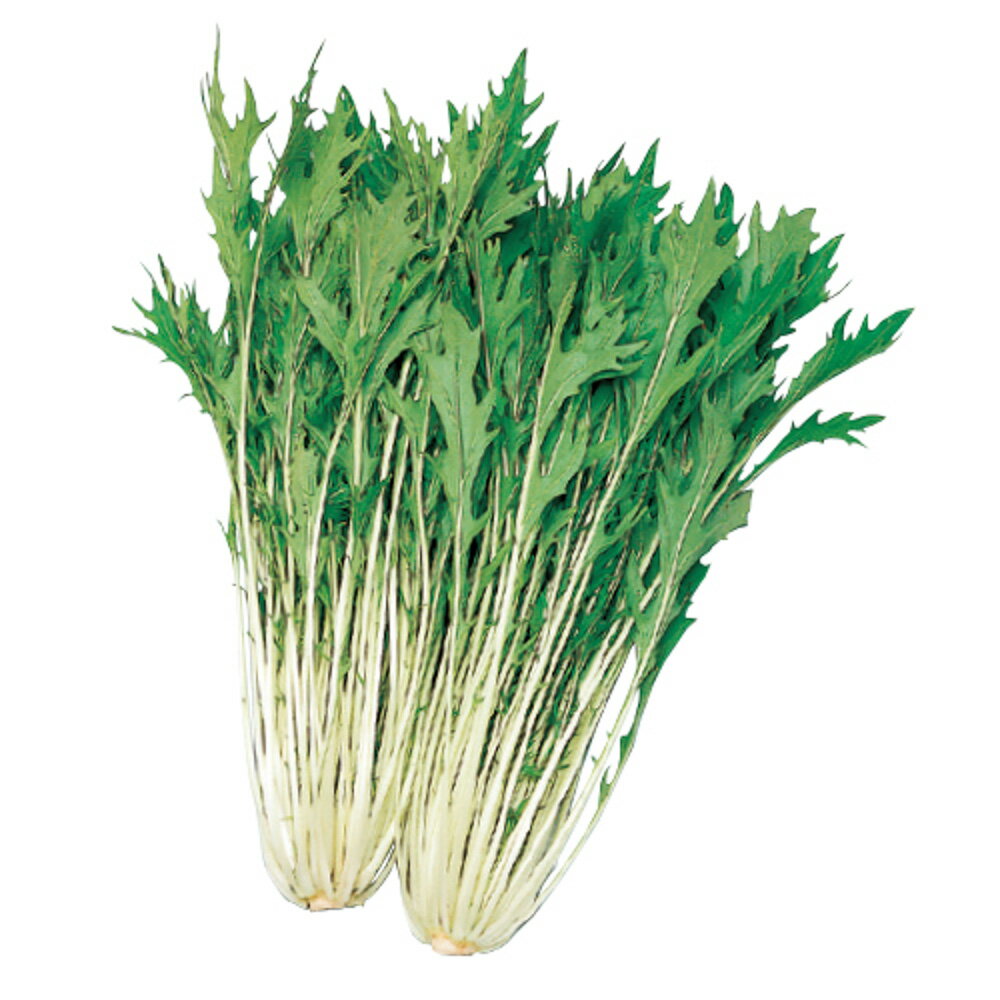 生育スピードが早く、収量性にすぐれる一代交配種