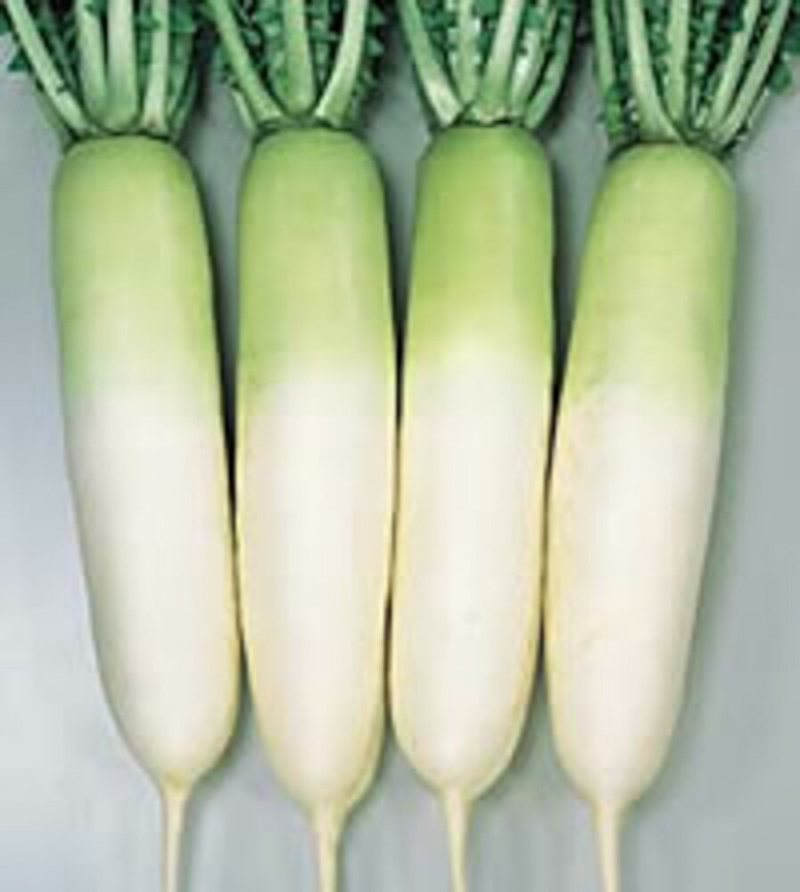 ●耐病性が強く，晩春から夏まきのできる青首大根●群馬県農林水産大臣賞