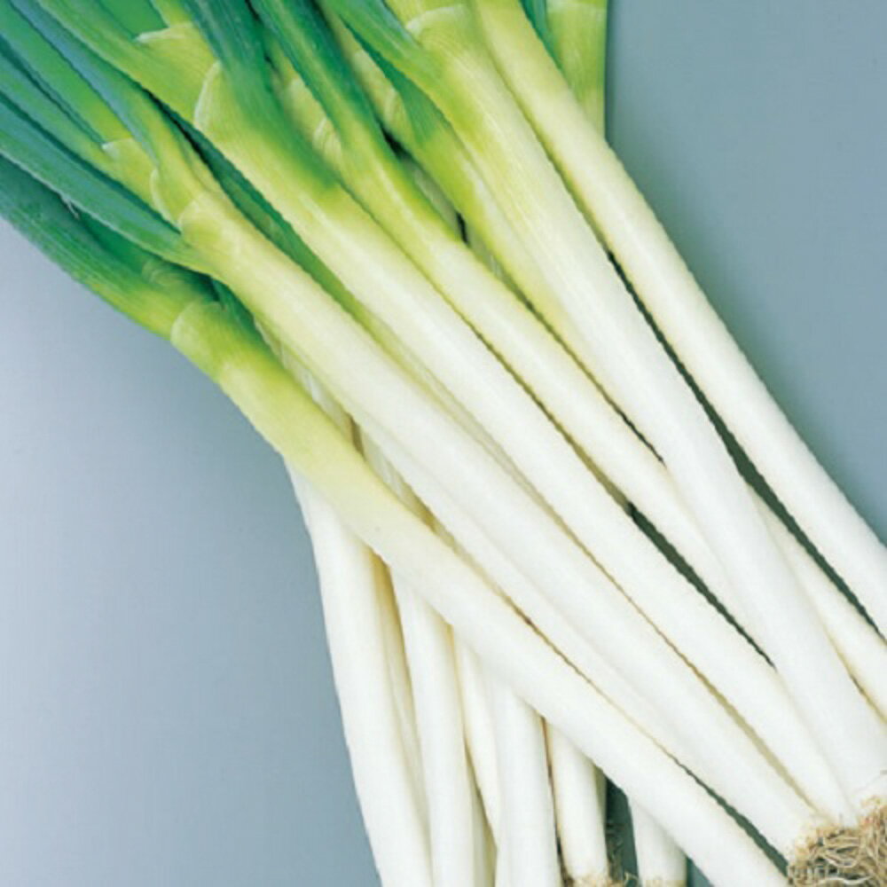 良品多収、食味抜群！画期的な極晩抽系一本ネギ！