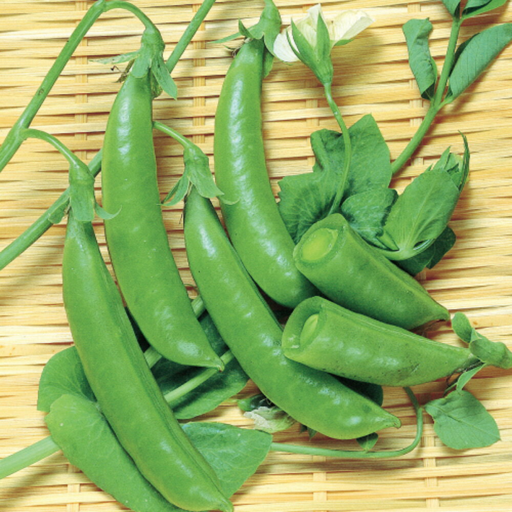 立枯病抵抗性、うまい！莢ごと食べる豌豆