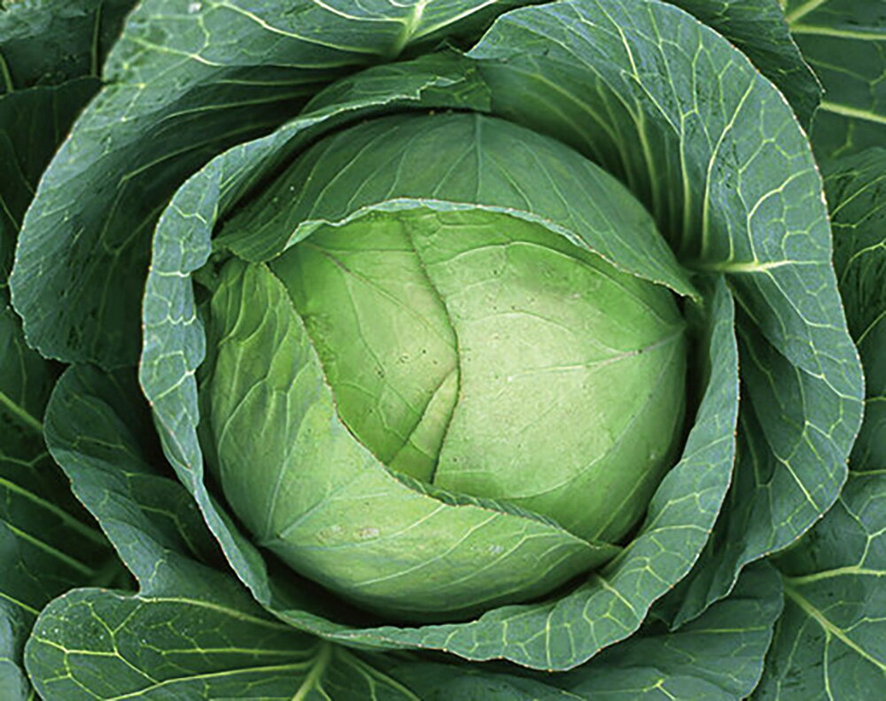 晩夏播に最適! 揃い均一で多収の最有望品種