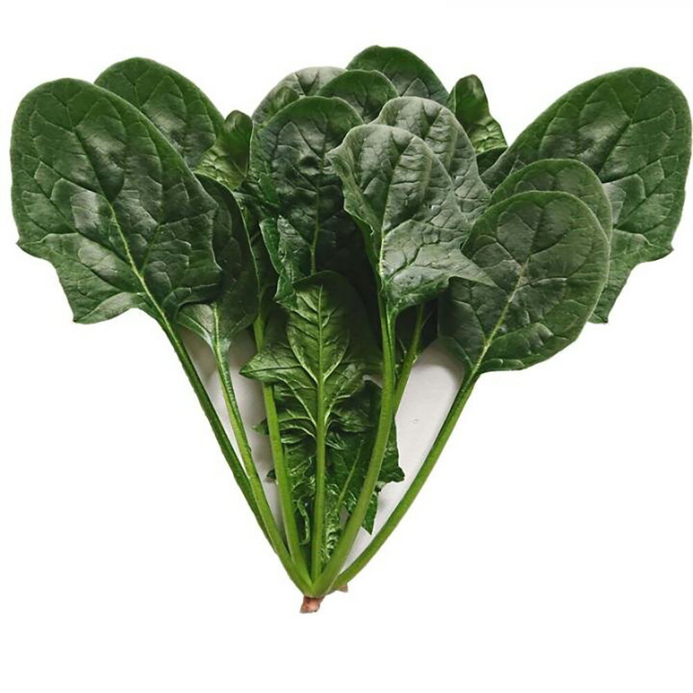 春まき・晩夏・秋播きと播種幅の広いオールマイティー型!!