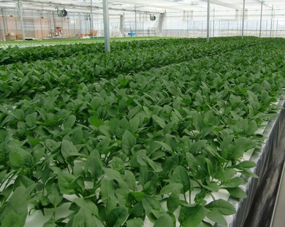 高温期の栽培に適した水耕用法蓮草.ベト病R5抵抗性