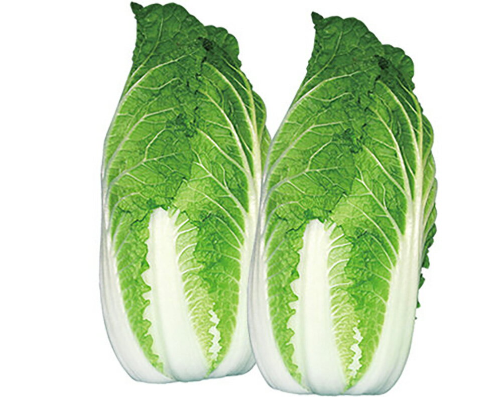 晩抽の極早生ミニ黄芯系白菜