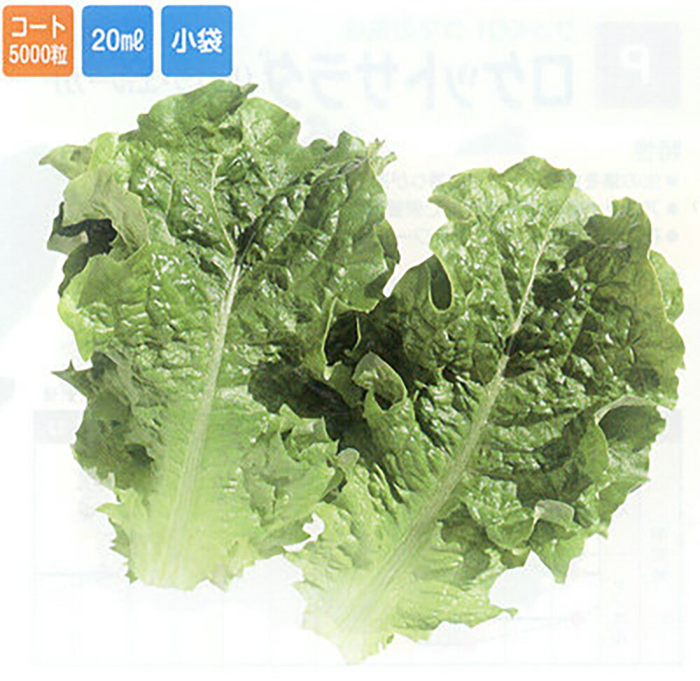 葉面に縮みがある濃緑のリーフレタスの仲間