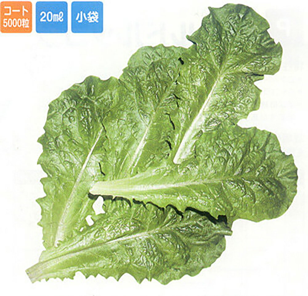 葉面に縮みがある濃緑のリーフレタスの仲間。