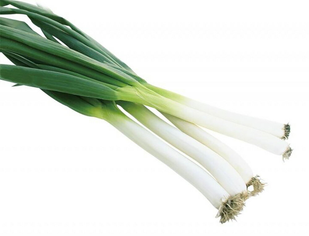 食味最高の一本葱!!葉鞘部・葉ともすべて食べられます。食味はとろ〜り甘い