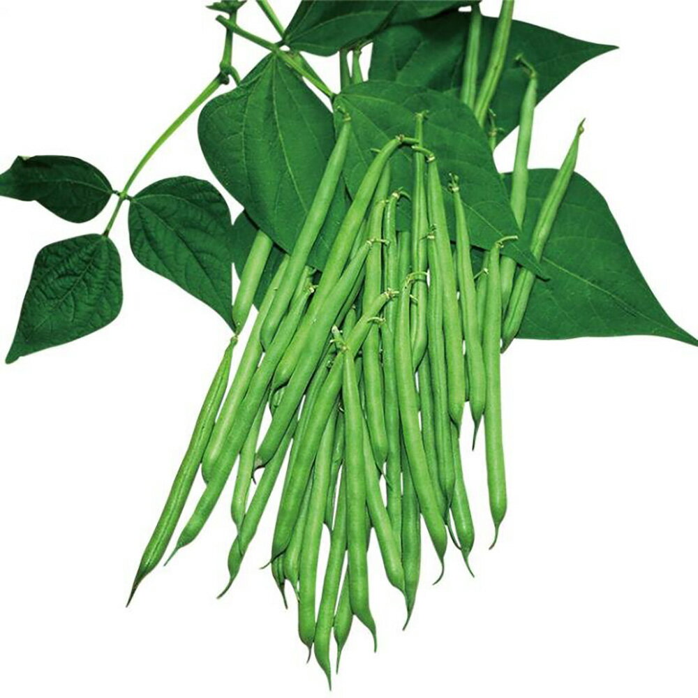 生育旺盛で多収型のつるなしインゲン