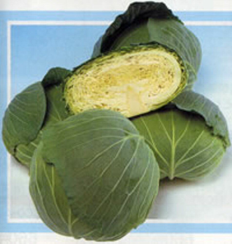 耐病性耐暑性にすぐれる濃緑夏秋どり早生種！