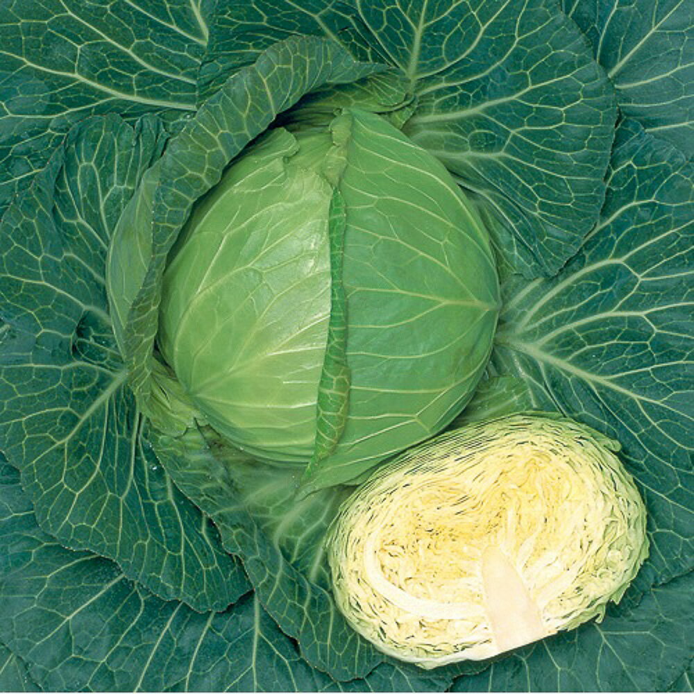 耐暑耐病性にすぐれ、品質のよい寒玉系早生種！