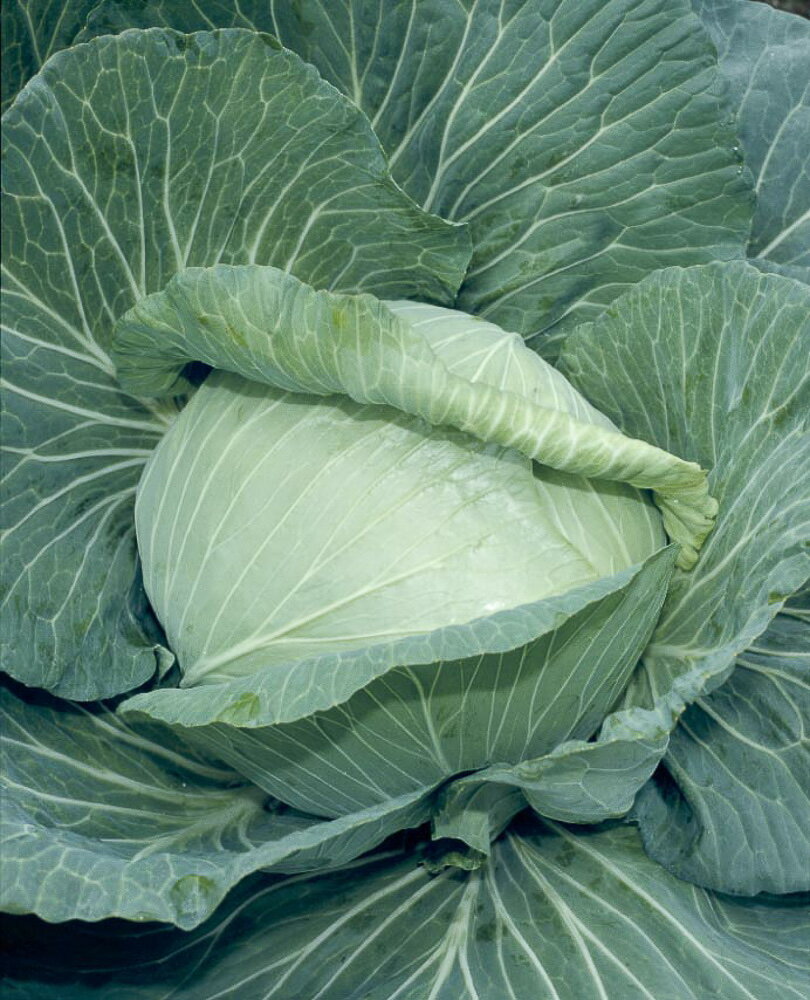 玉がそろってグングン太り、収量が上がる！