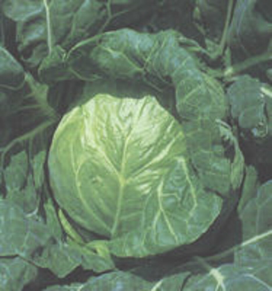 新鮮味あふれた春系の鮮緑球！生色に最高！