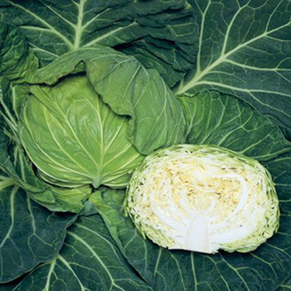 すぐれた低温肥大性をもち、収穫期幅が広い！