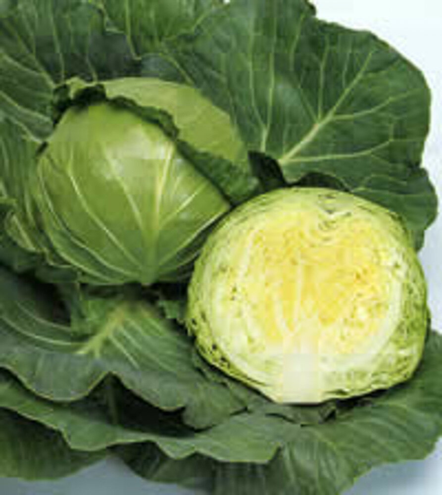 春まき適応性に優れる良質丸玉！