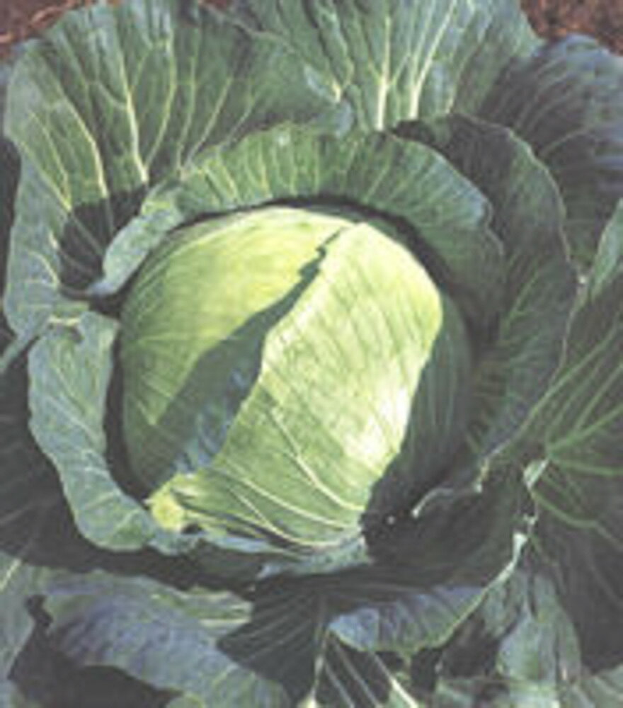 晩抽で玉の肥大性と在圃性にすぐれる初夏〜夏どり種！