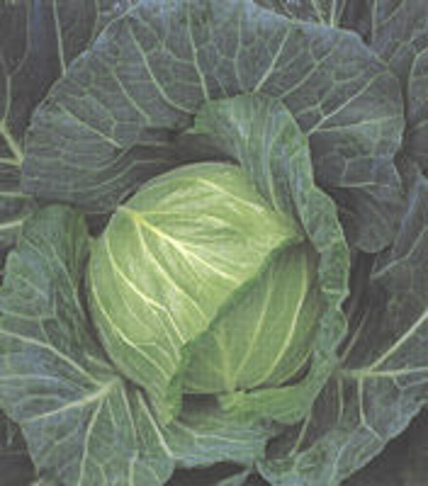 早熟性品質玉の形状にすぐれた春〜初夏どり種！