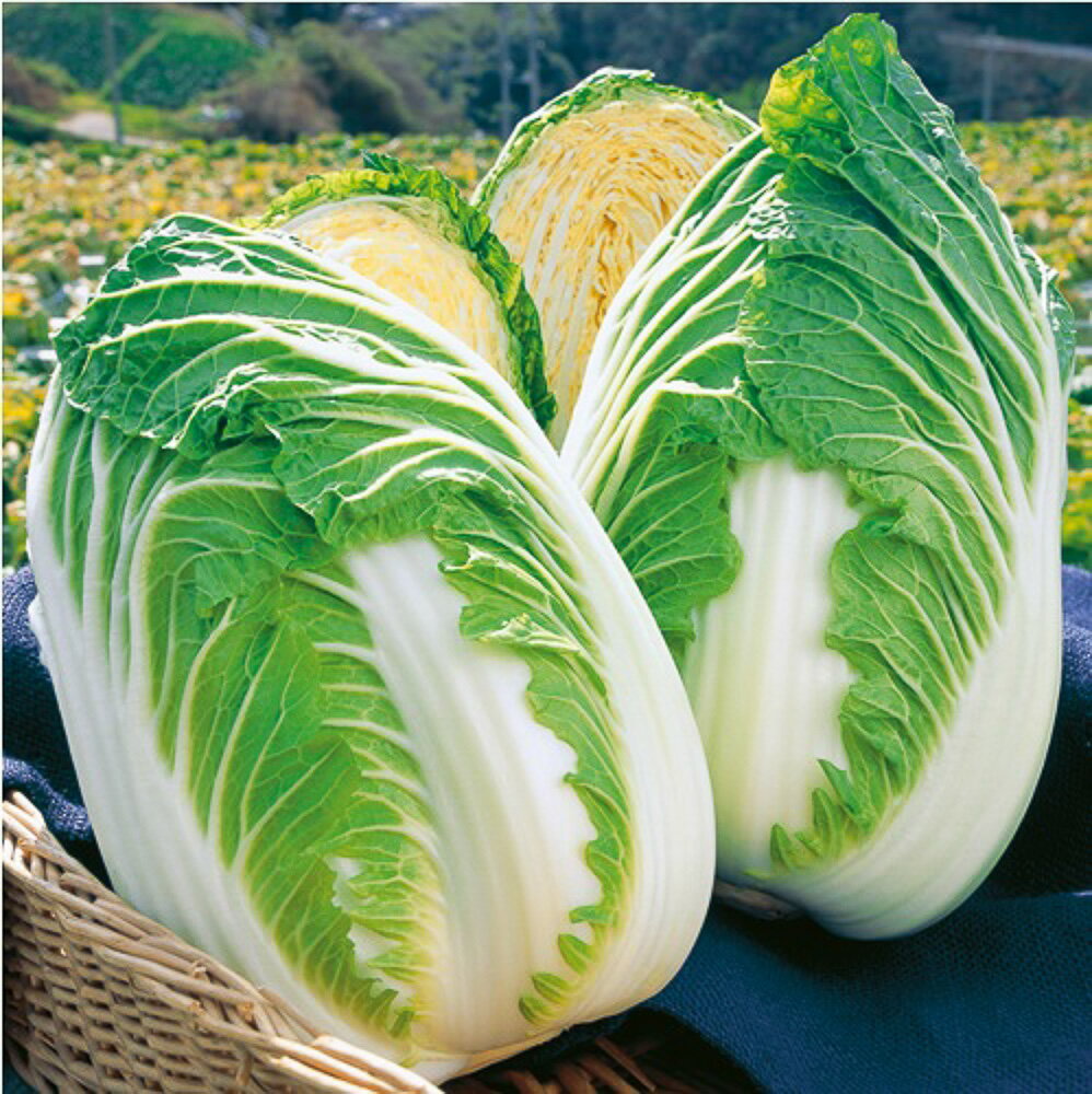 幅広い根こぶ病に耐病性！耐寒晩抽性にすぐれる冬どり中晩生種！