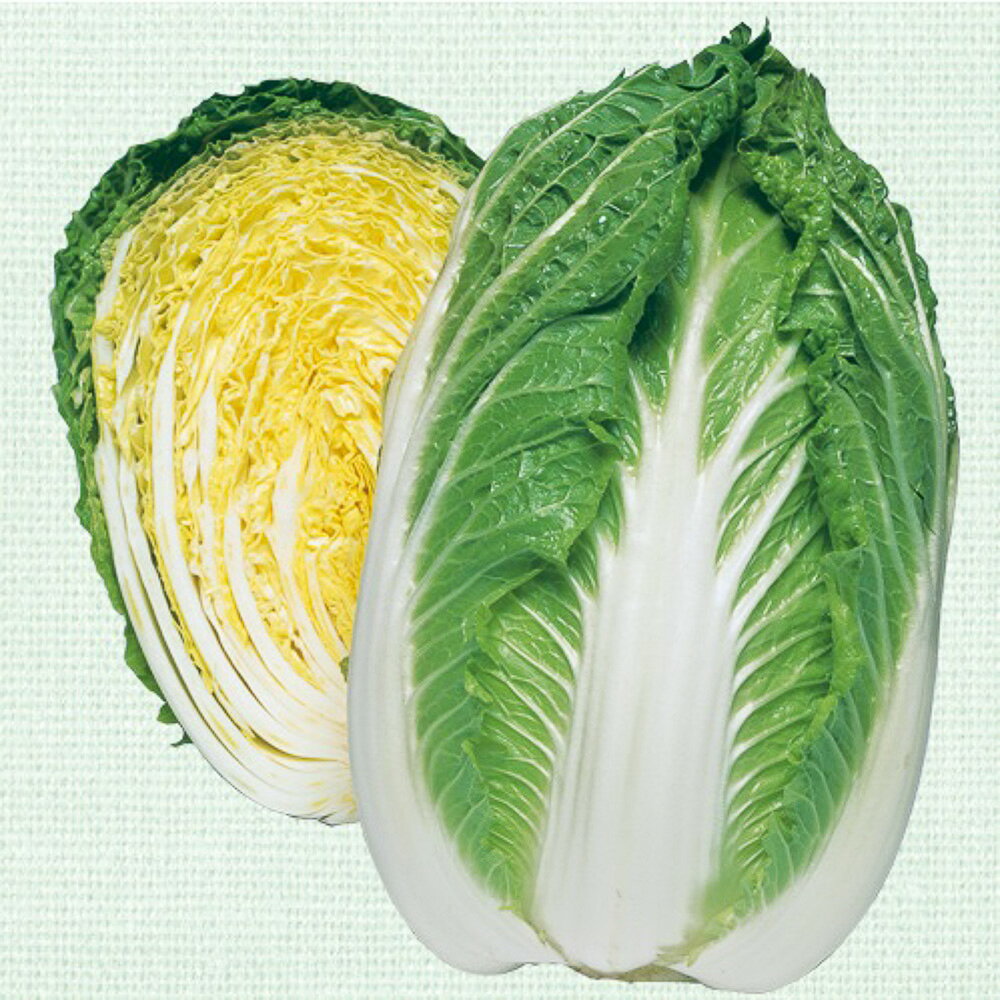 べと病に耐病性で耐寒性と晩抽性にすぐれる冬どり中晩生種！