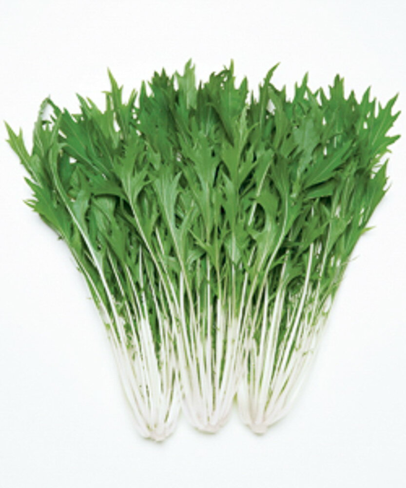 収穫調製作業が容易で在圃性にすぐれる春〜秋用早生ミズナ