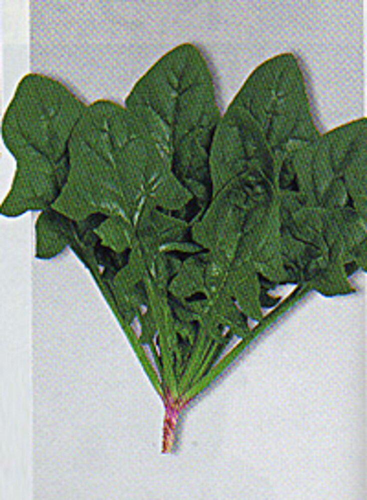 ●葉肉は緻密で品質がよく、くせのない食味。●葉は深い切れ込みが2〜3段ある剣葉種。