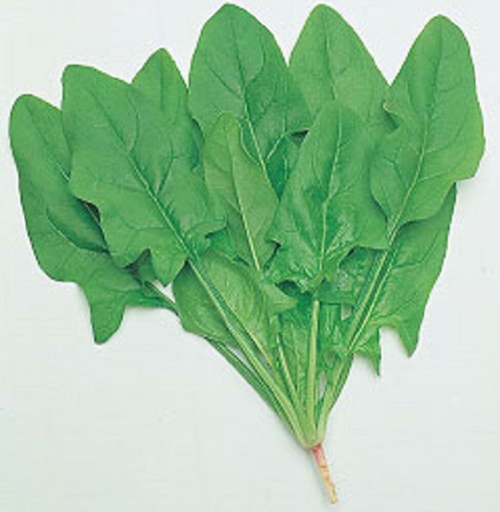 ●葉先が尖り、長葉で3段の切れ込みがある、良質の秋冬どり種。