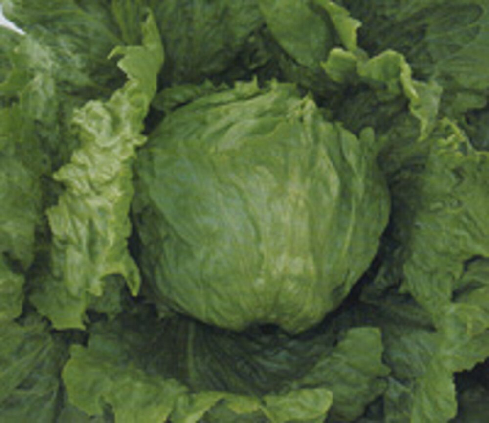 ・ビッグベイン耐病性、玉肥大、形状安定の複合向上を図った品種。