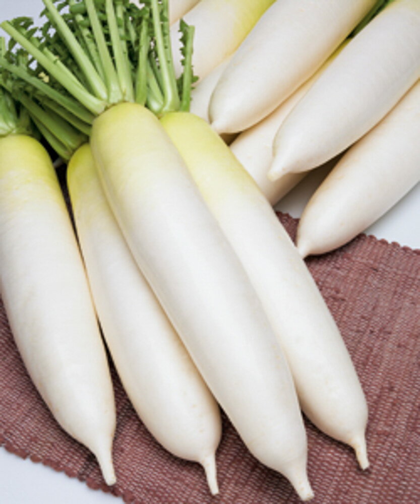肥大性にすぐれ、食味のよい秋どりダイコン！