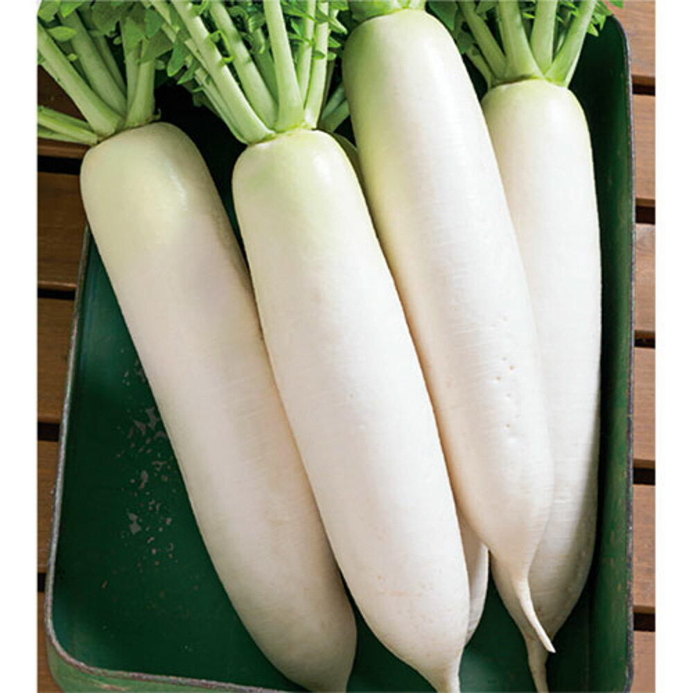栽培容易で良食味な早太りの淡緑首ダイコン！