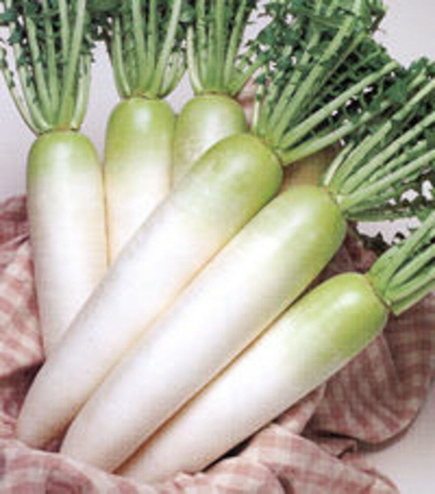 ●晩抽で太りが早い！青首の美しい総太り大根！