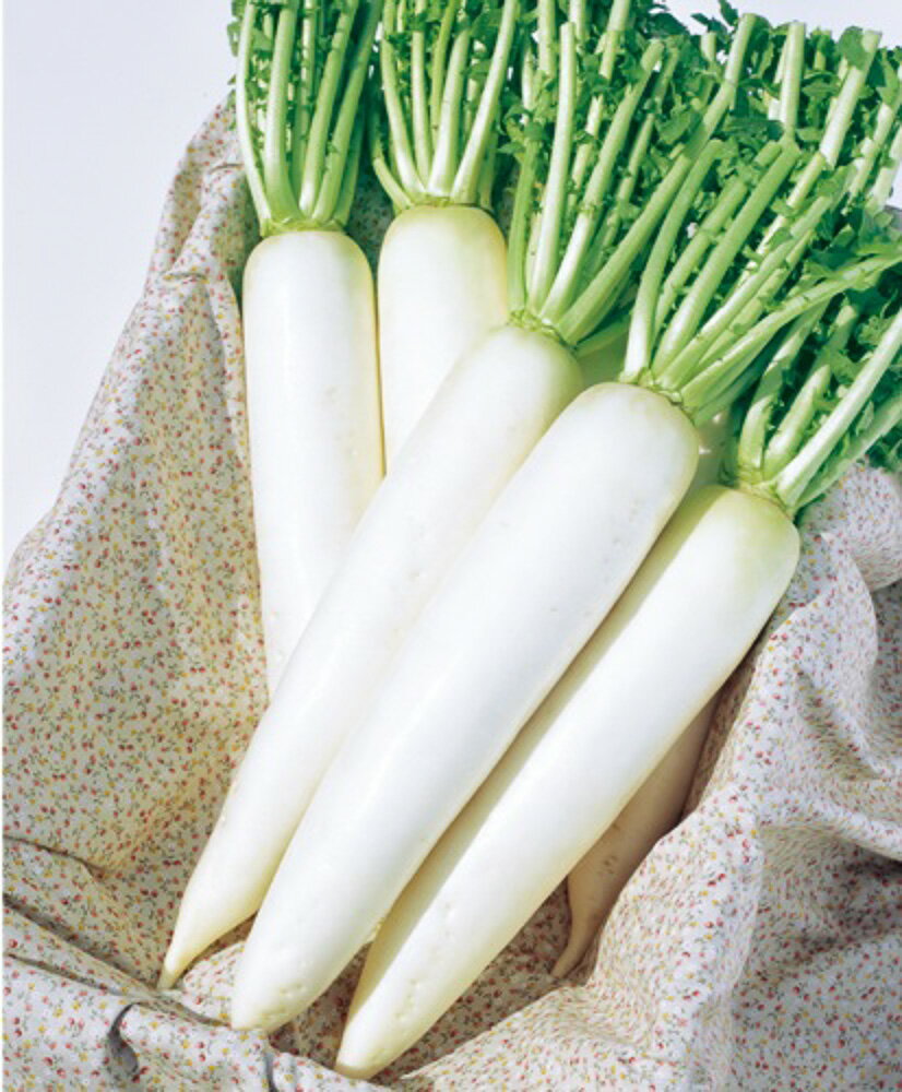 抽苔が極めて遅く低温伸長性にすぐれた淡緑首の春ダイコン！