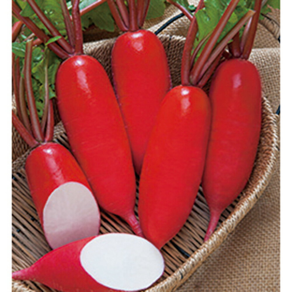 三季どり可能な作りやすいミニの赤ダイコン！