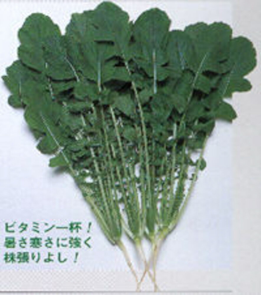 ●ビタミンいっぱい！暑さ寒さに強く、株張りよし。