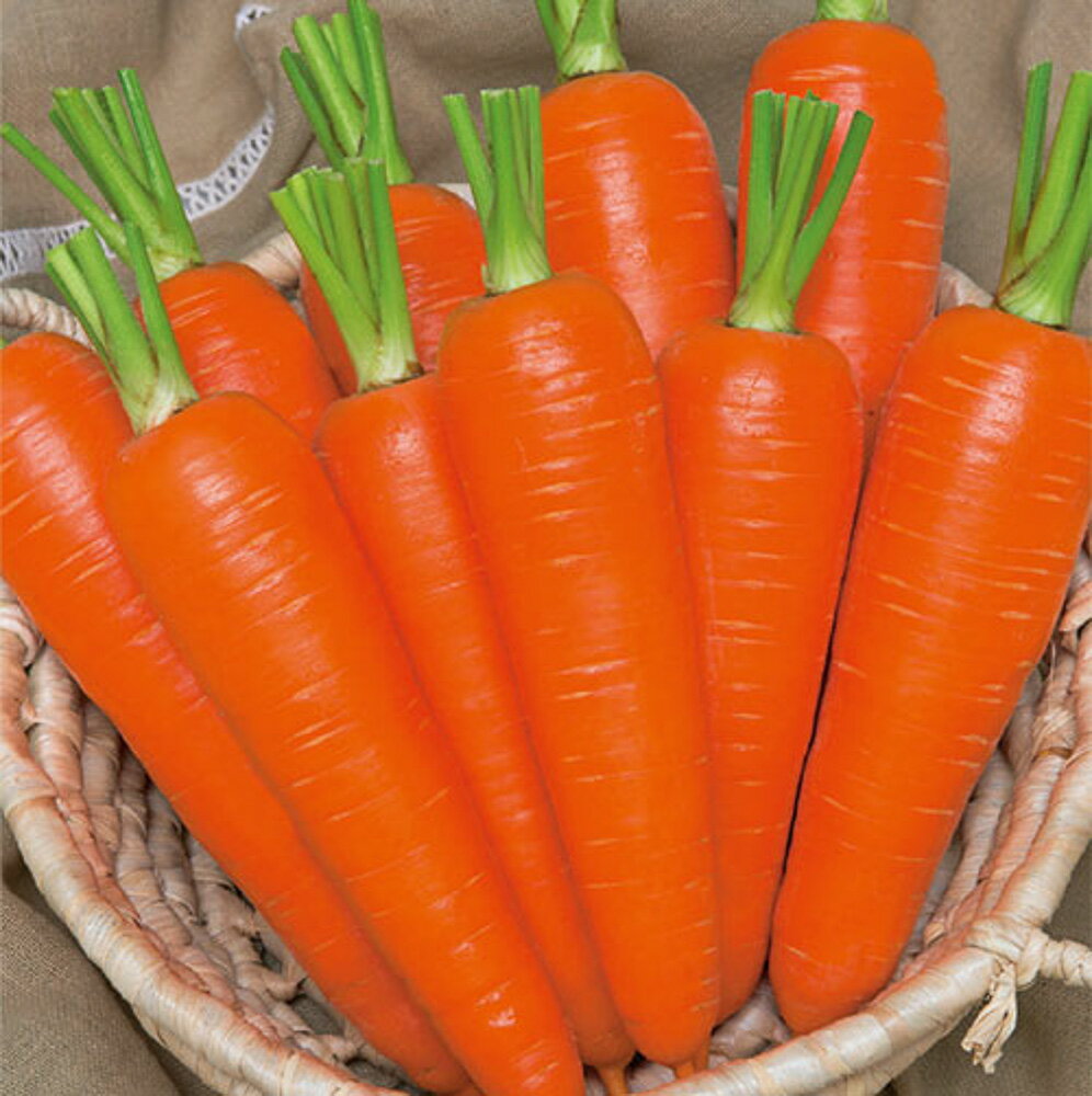 形状の乱れが少ない春夏作兼用の晩抽早生種！