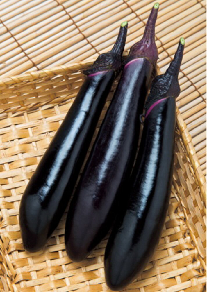 ●極早生で初期収量の多い長ナス品種。