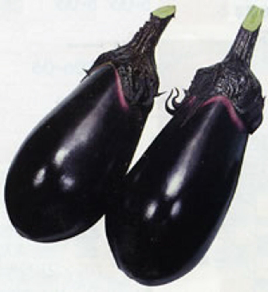 ●短節間で極早生の長卵形種！小ナスどりにも最適！