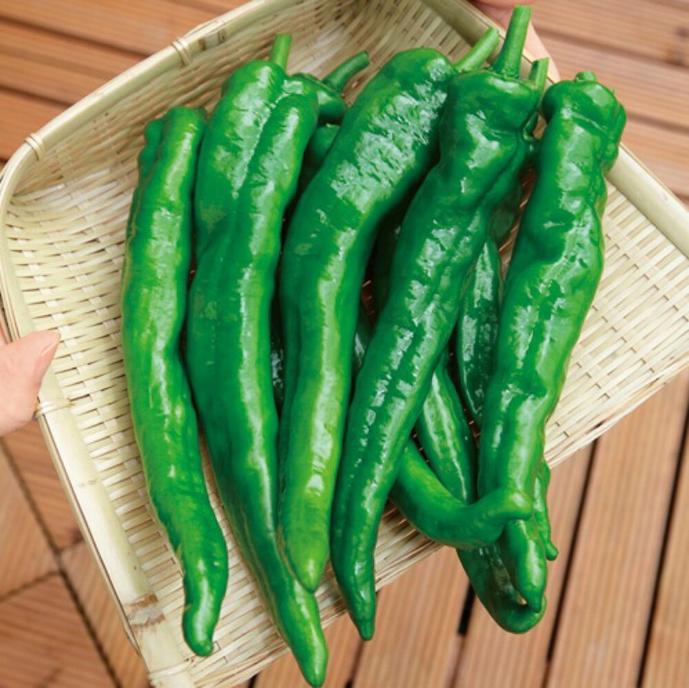 秀品率が高く多収！食味最高級の甘長！